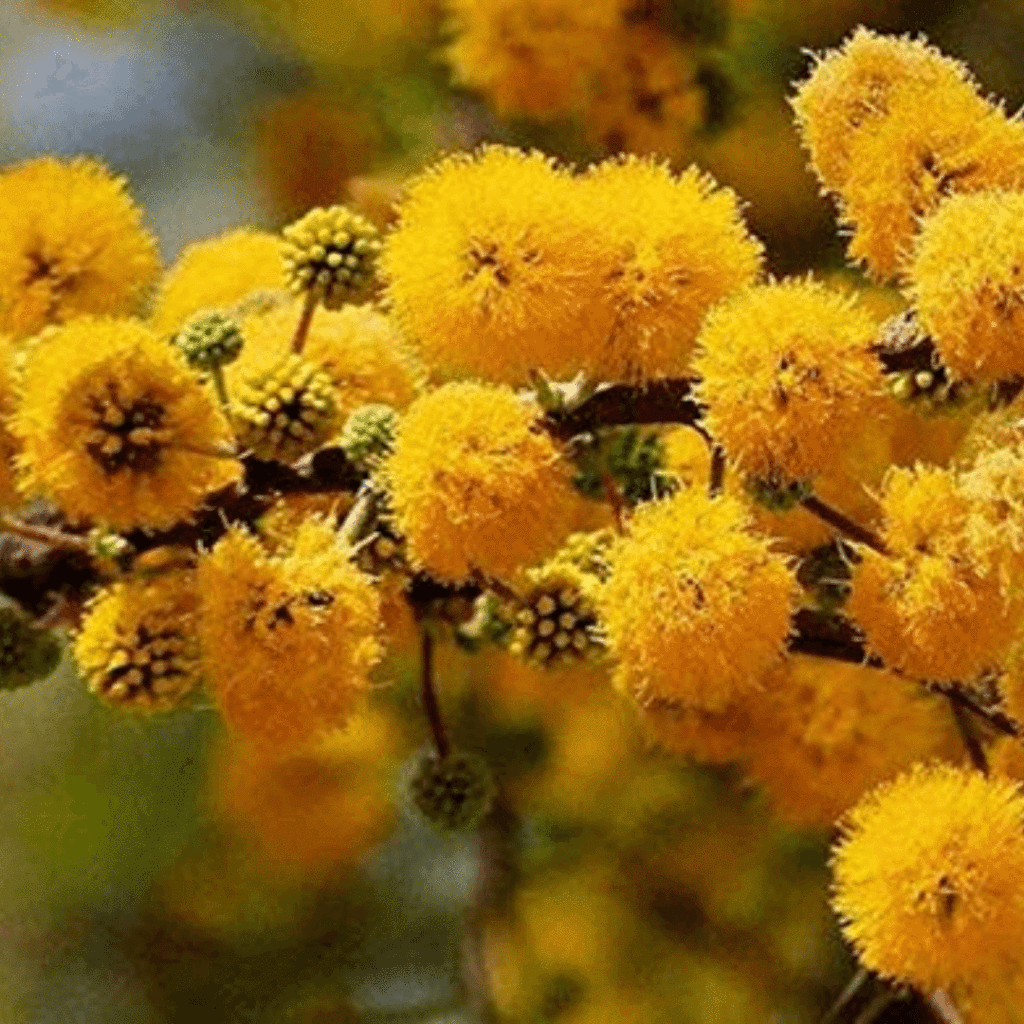 Acacia Farnesiana. Acacia Farnesiana | by amar kushwaha | Medium