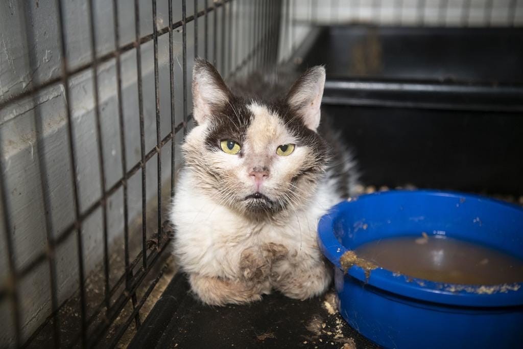 Animal Abuse: A Look Into the Horrors Humans Put Animals Through | by ...