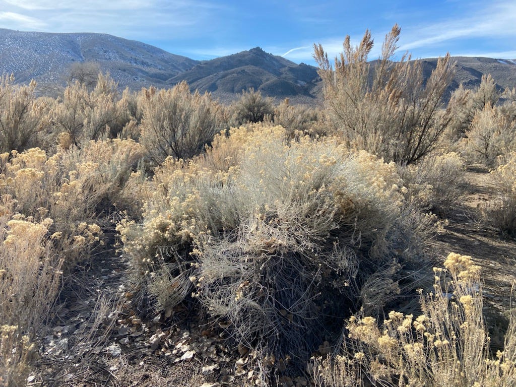 A Look At Four Shrubs That Are Native to Northern Nevada | by Kim Zuch ...