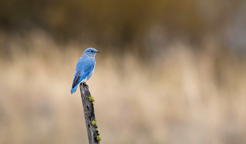 The Naming of Bluebird. We like the color blue. | by TopoloGiraffe ...