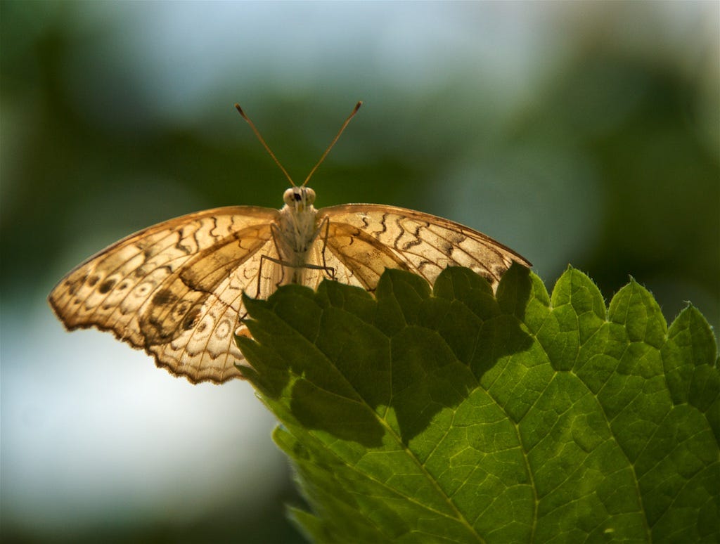 Flowers with Wings. Fourteen fluttering photos | by Ronald C. Flores ...