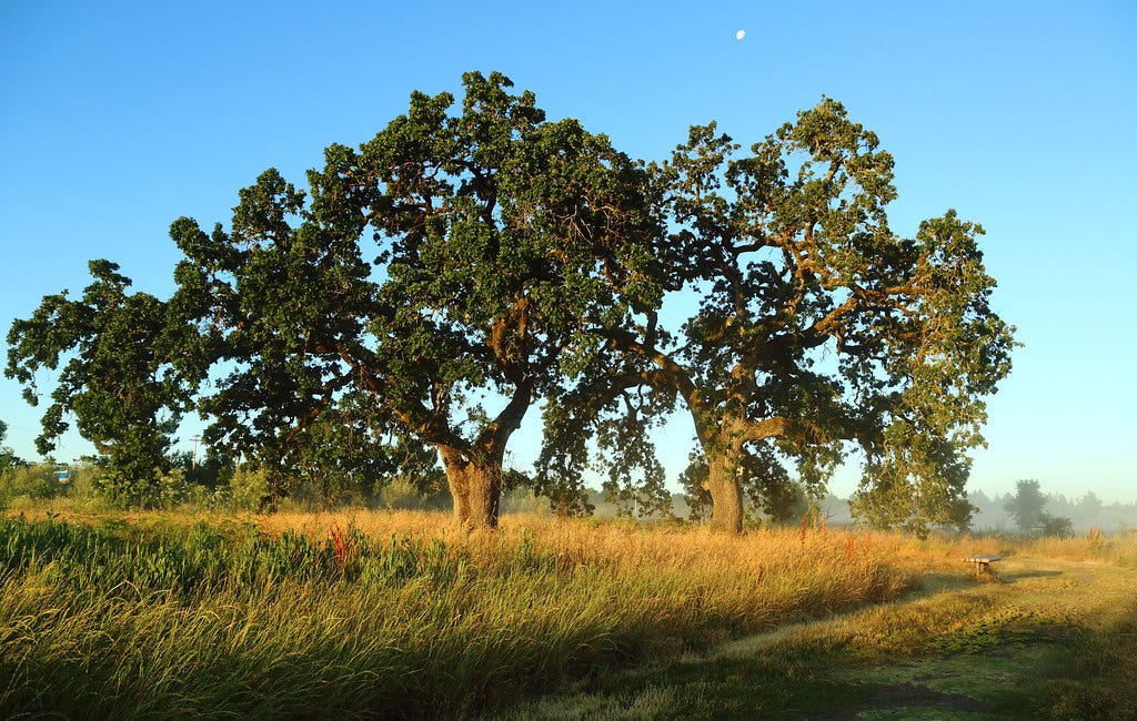 Scoping study lays groundwork to show trees benefit our health | by Dan ...