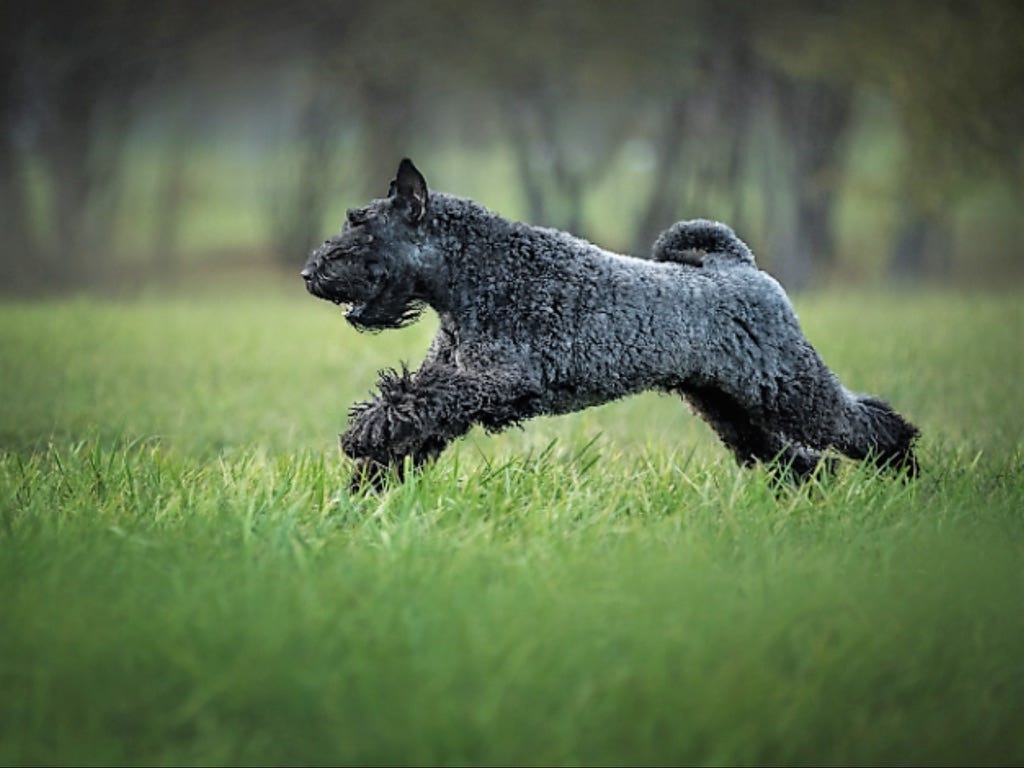 The Magnificent Jesse Boy. The enduring memory of a dog who lived… | by ...