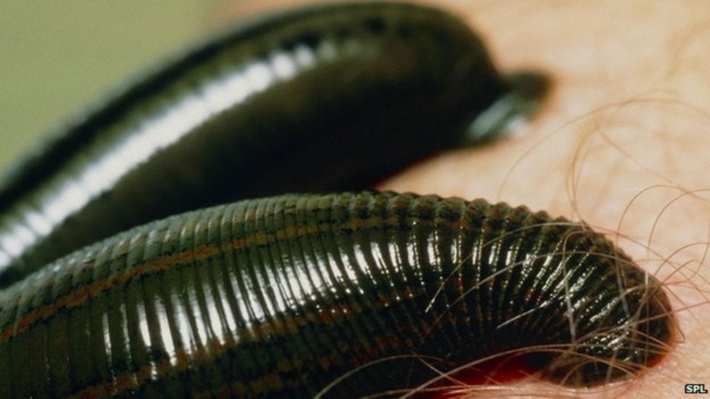 Leeches on Leeches. There is an old, mythological belief in… | by ...