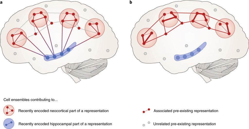 Strange Study Hacks Supported by Neuroscience | by Julie Hoeflinger ...
