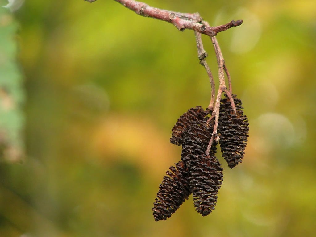 Trees and Birding. Birding is a multidisciplinary hobby. | by Jeremy ...