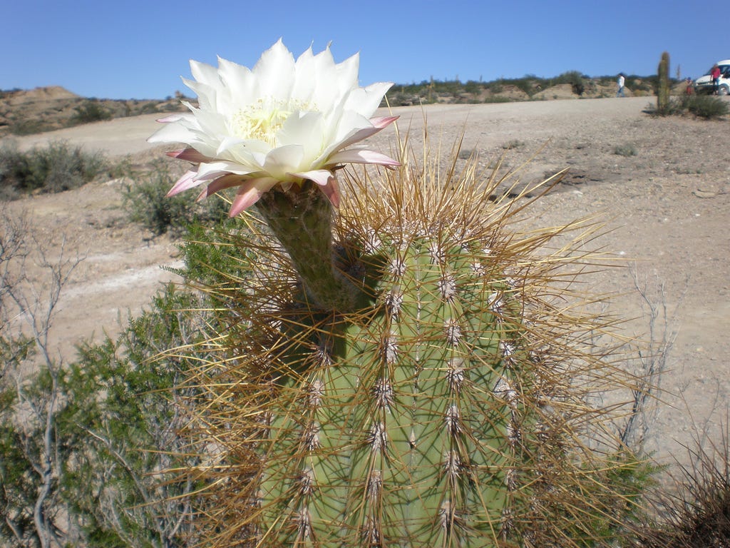 Leyenda de la Flor del Cardón. Estos los cardones de nuestro jardín se ...