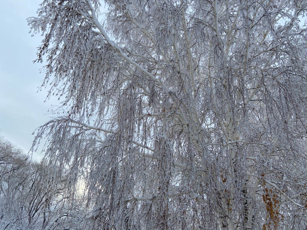 Snow Day!. We just got our first real snowstorm of… | by Kim Zuch ...