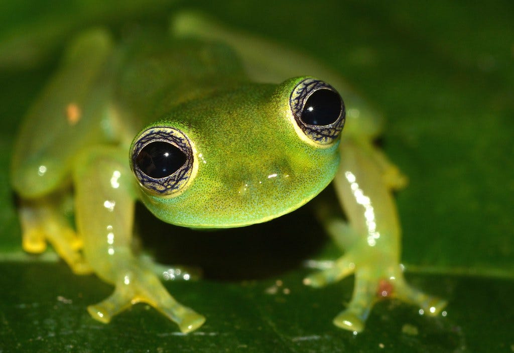 Amphibian Advocate — Bolivian Cochran Frog | by Anthony Palyszeski | Medium