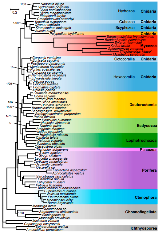 Who is our most distant animal relative? | by Casey Dunn | Medium