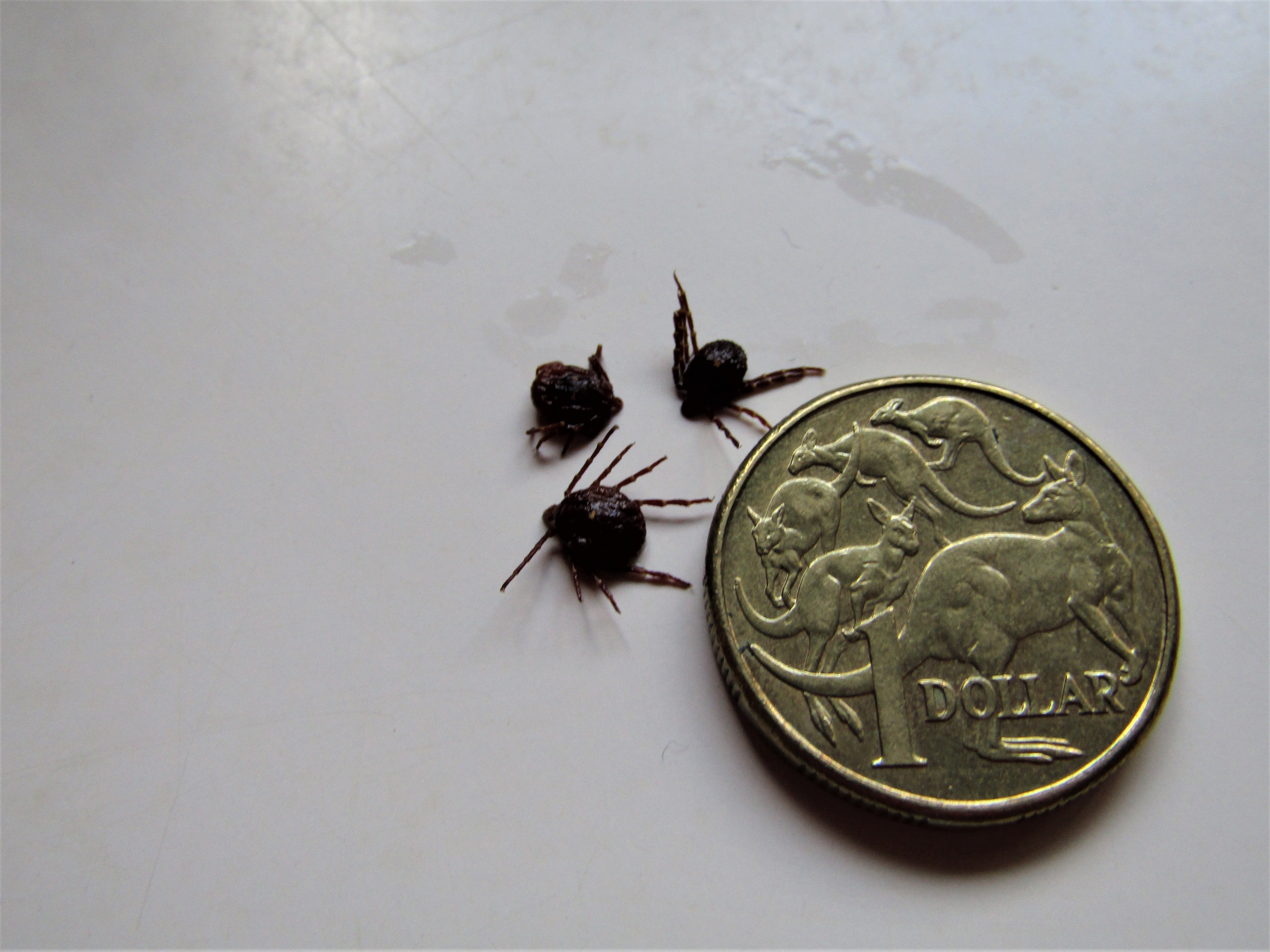 Ticked off. On a barbarous bad dog day | by Therese Ralston | Age of ...