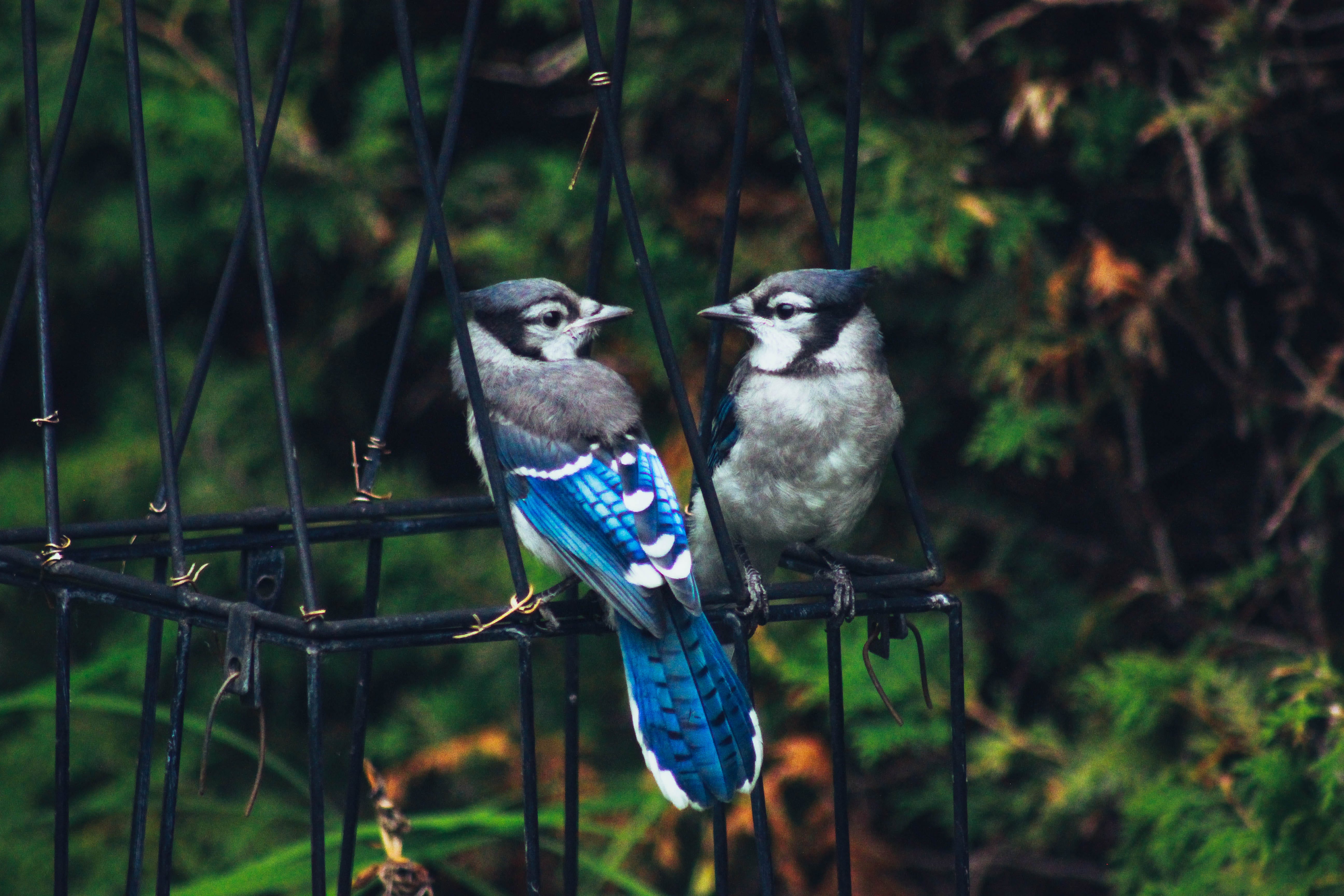 jaybirds-haiku-4-out-of-1-000-by-eashan-reddy-kotha-house-of-haiku