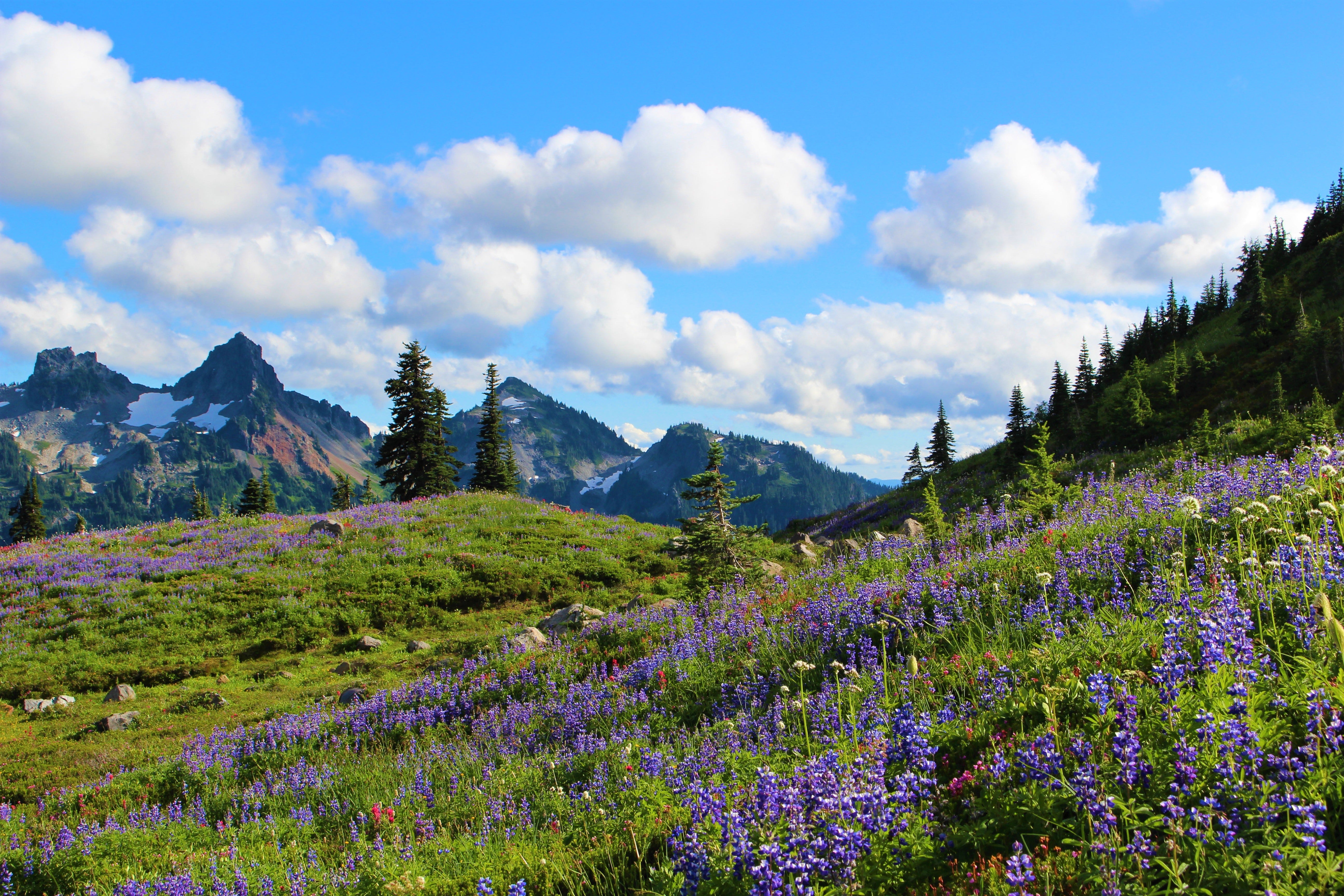 Seattle: Bite-sized Itinerary. Seattle — the gateway to America’s… | by ...
