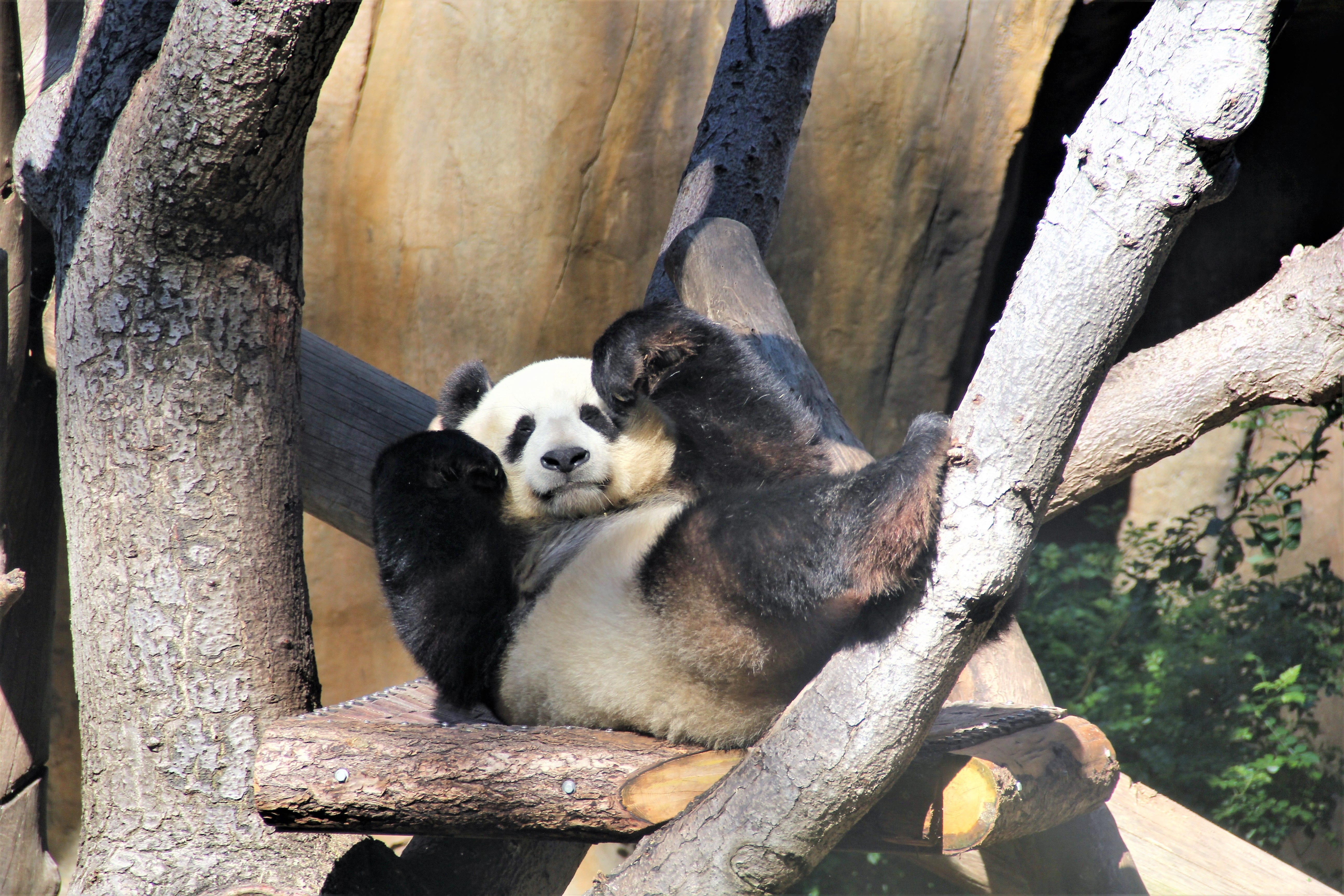 The Art Of Deduction Featuring Pandas And Python By