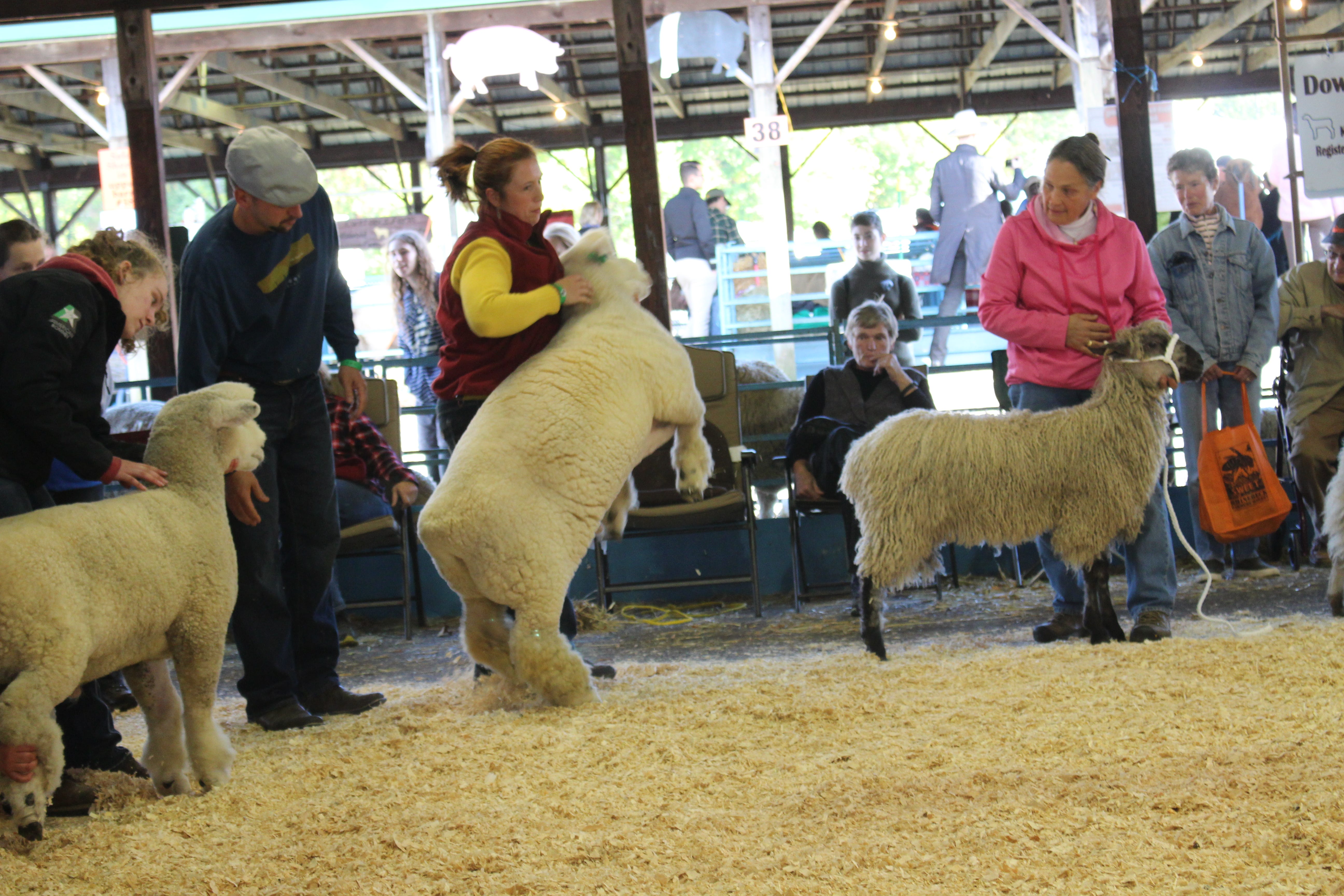 2016 New York State Sheep and Wool Festival | by Taylor Romano | The ...
