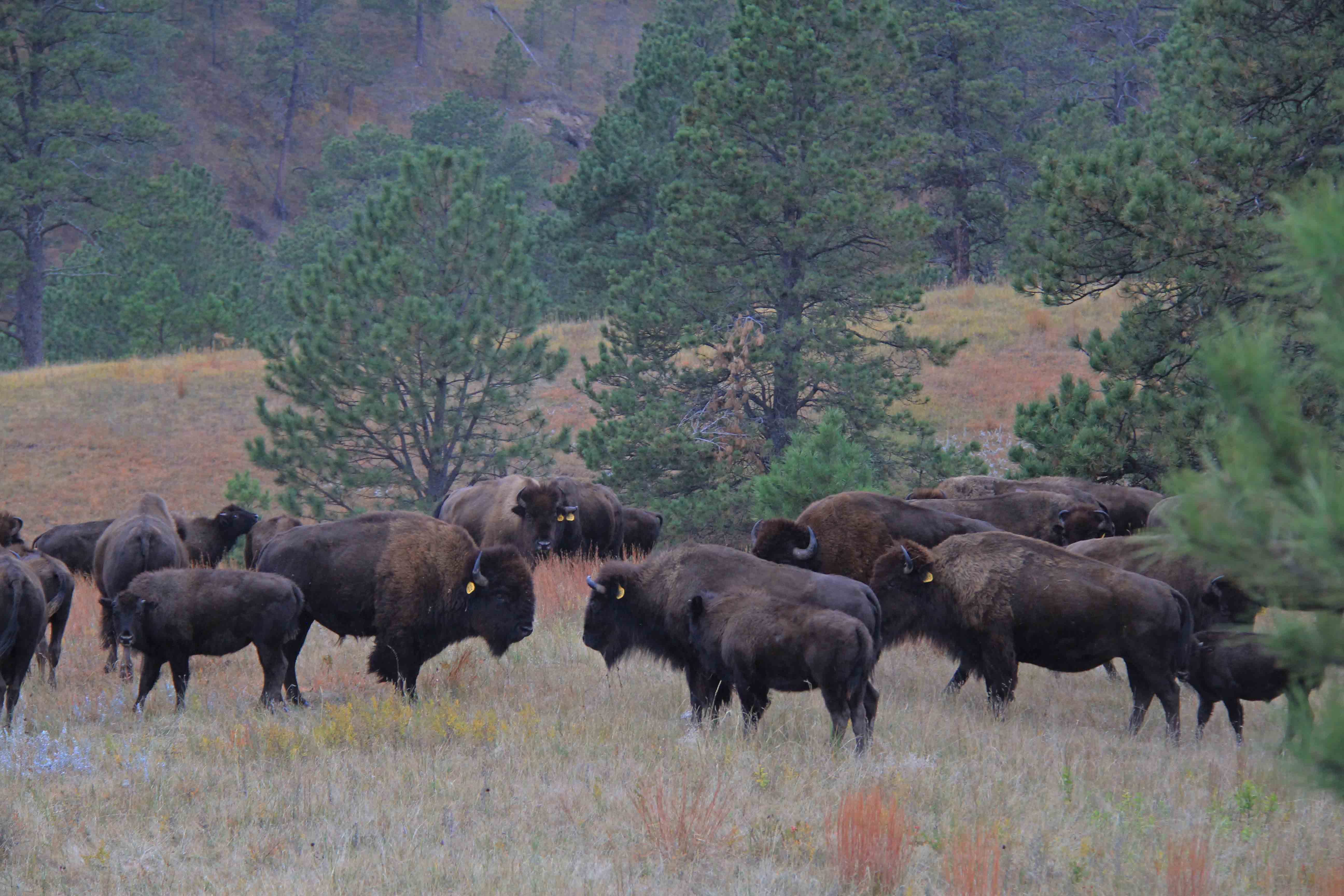 Once there were 50-to-100 million buffalo, they were the most numerous ...