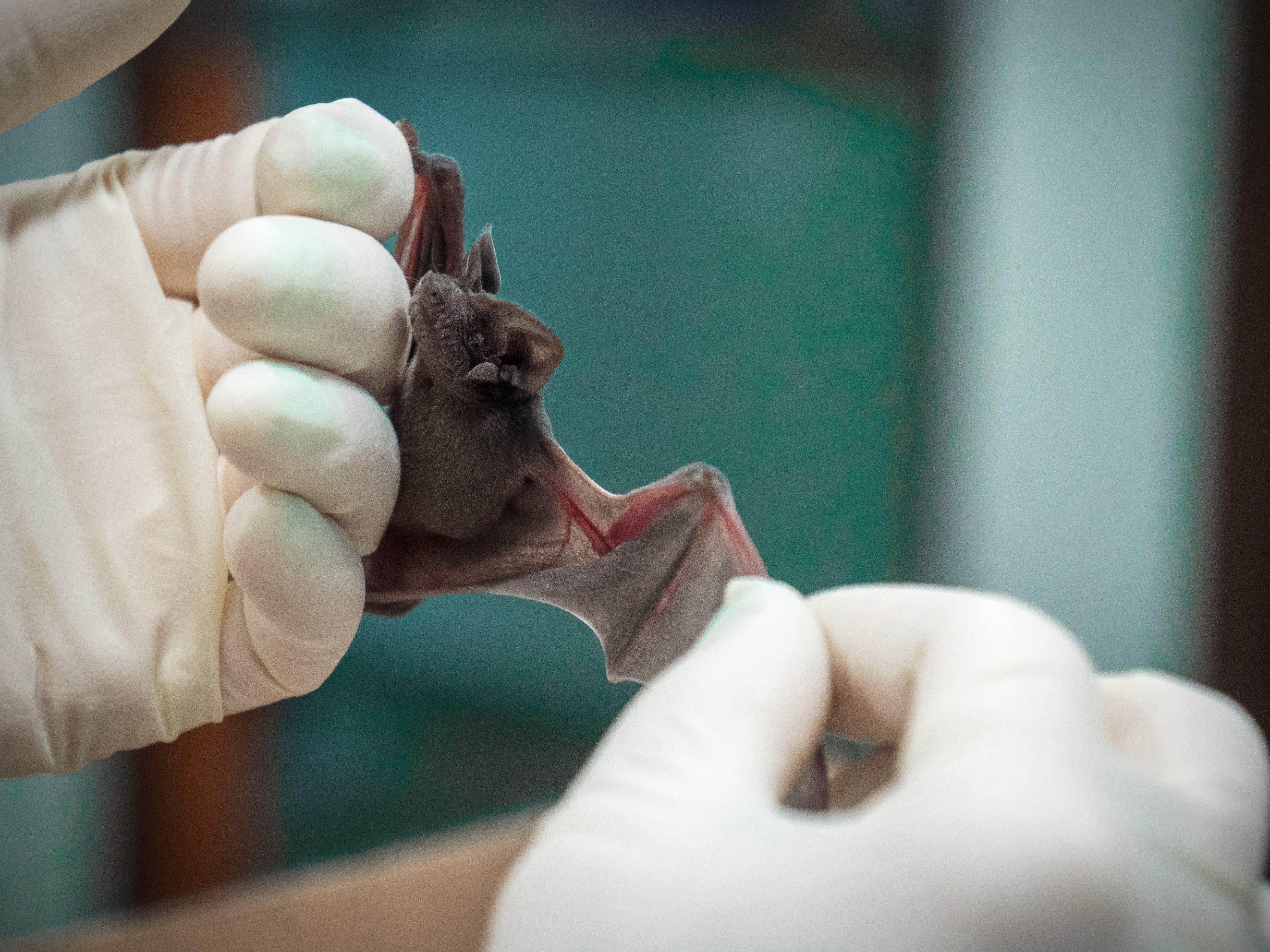 156 baby bats admitted… at the same time | by Conservancy of SWFL | A ...