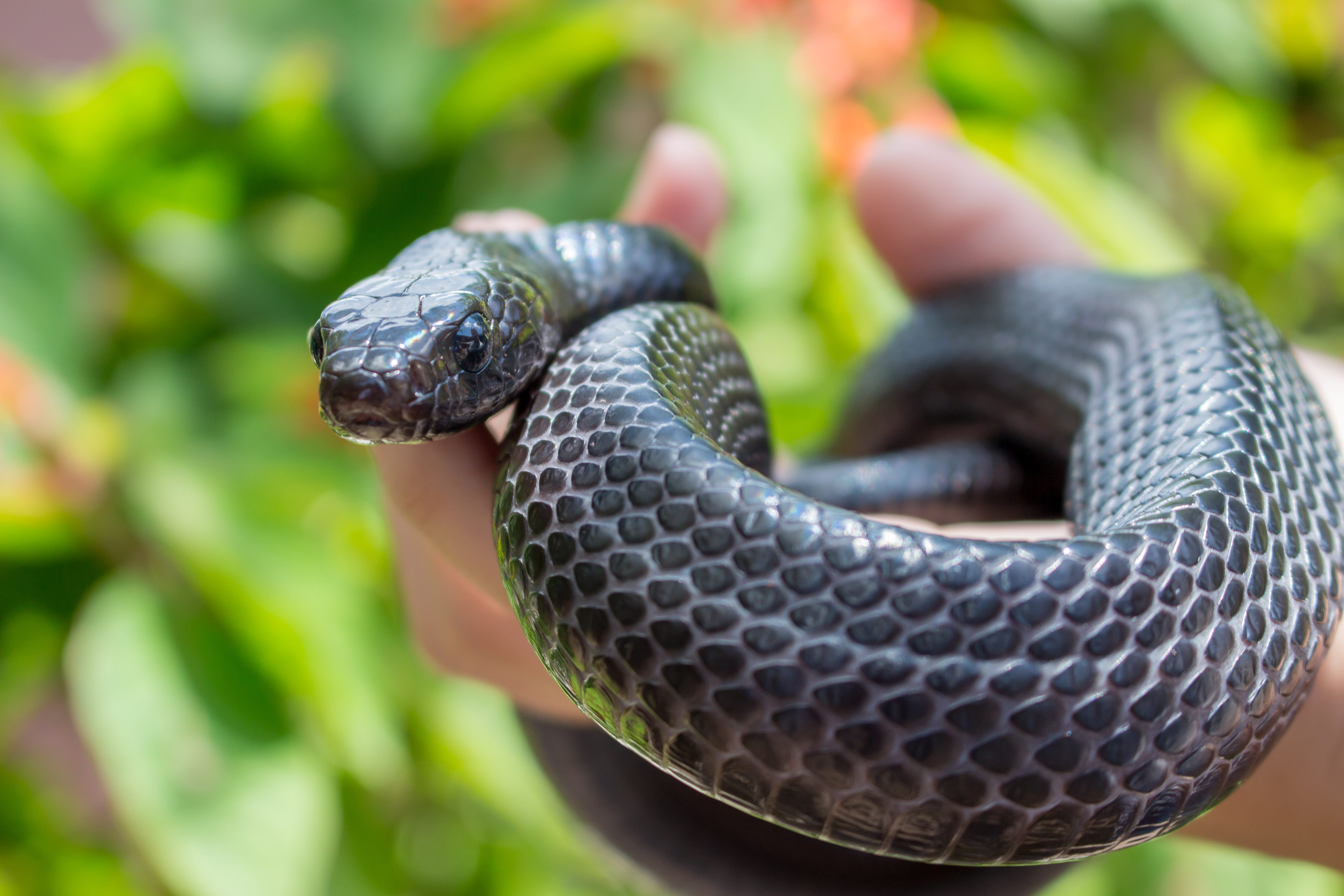 A Rare Resident. The Eastern Indigo Snake | by Conservancy of SWFL ...