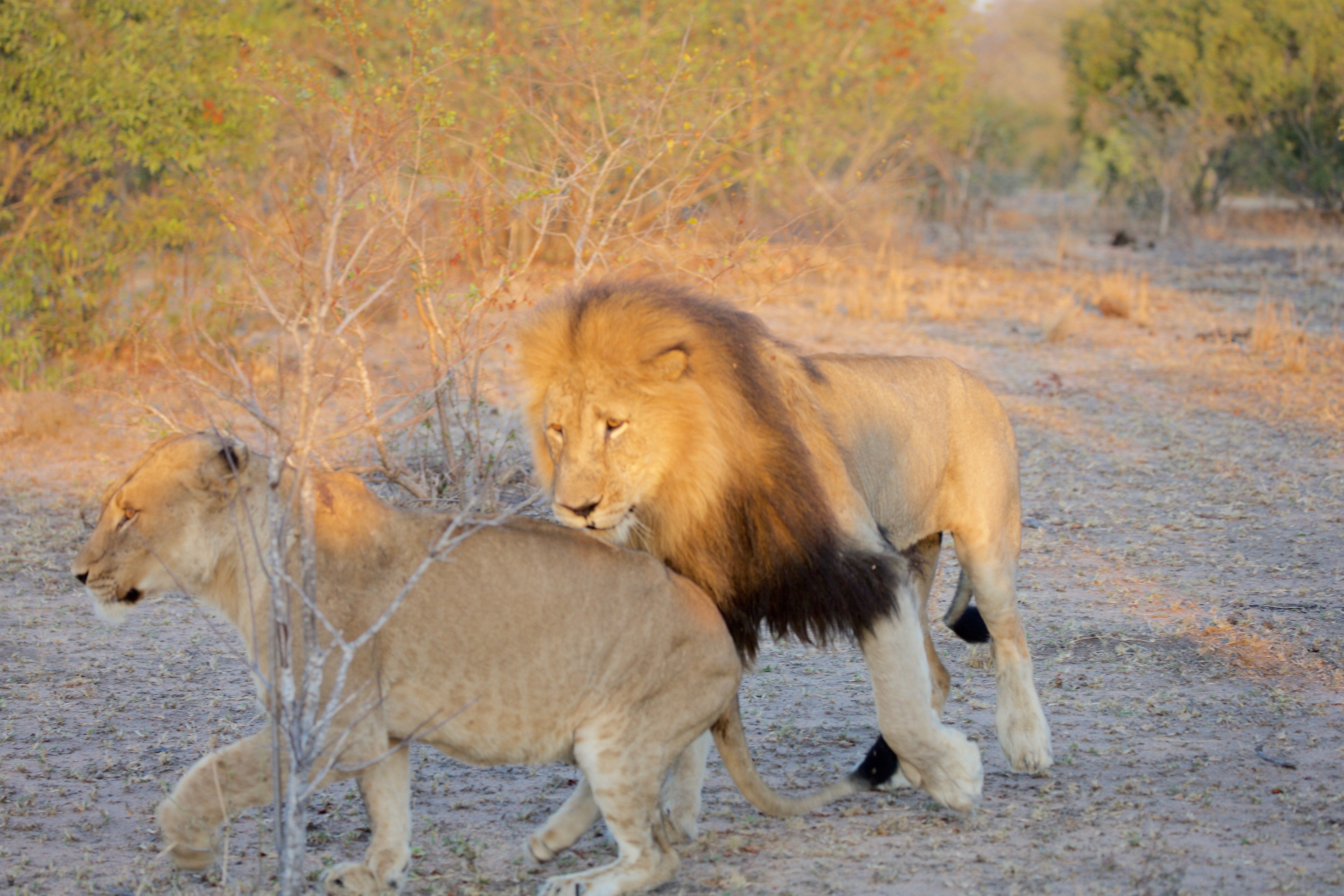 A Tale Of Simba And Nala The Mating Of Lions By Hoću Sunce Travel With Sofa Medium