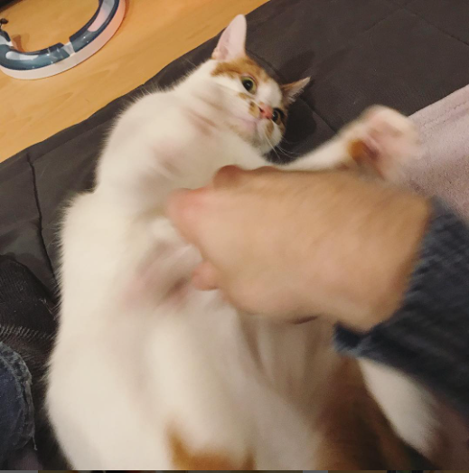Why do so many cats wear little white socks? | Catness