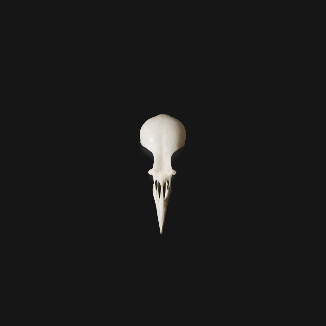 Atavism. wild atavism ritualized in a bed of… | by Zebra Black MFA | Medium