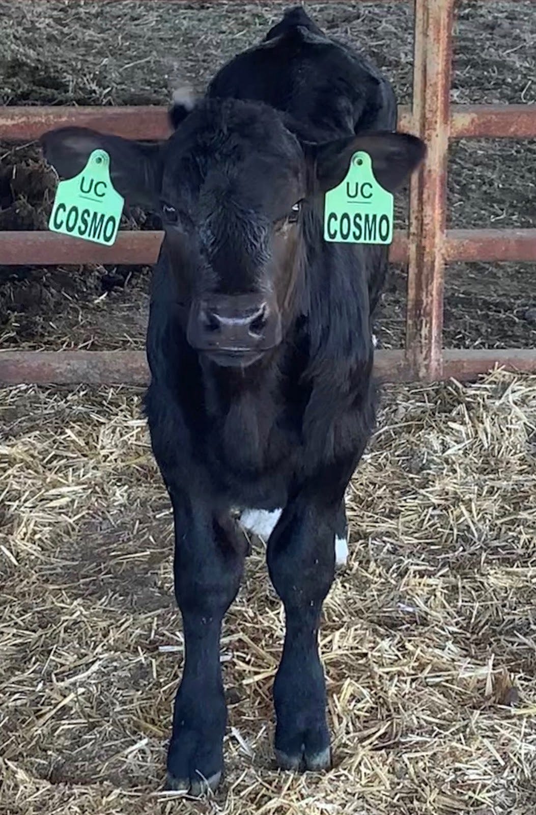 Meet Cosmo. The genetically modified bull calf who is the latest update ...