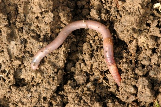 Glorious Earthworms!. By Matt Shardlow (Buglife) | by GROW Observatory ...