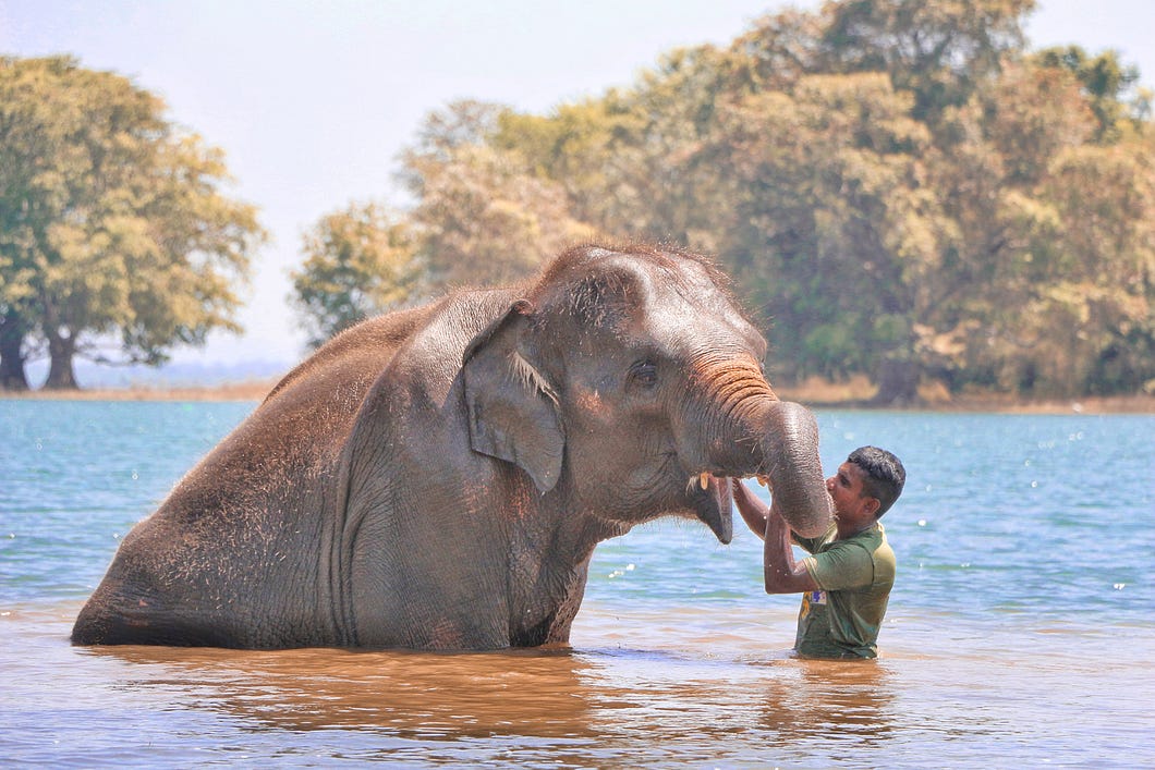 The Three-Legged Elephant Who Can’t Live Without His Human Best Friend ...
