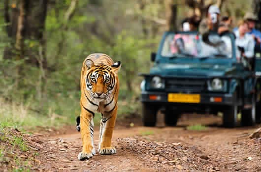Jim Corbett National Park is a Project Tiger Reserve situated in the ...