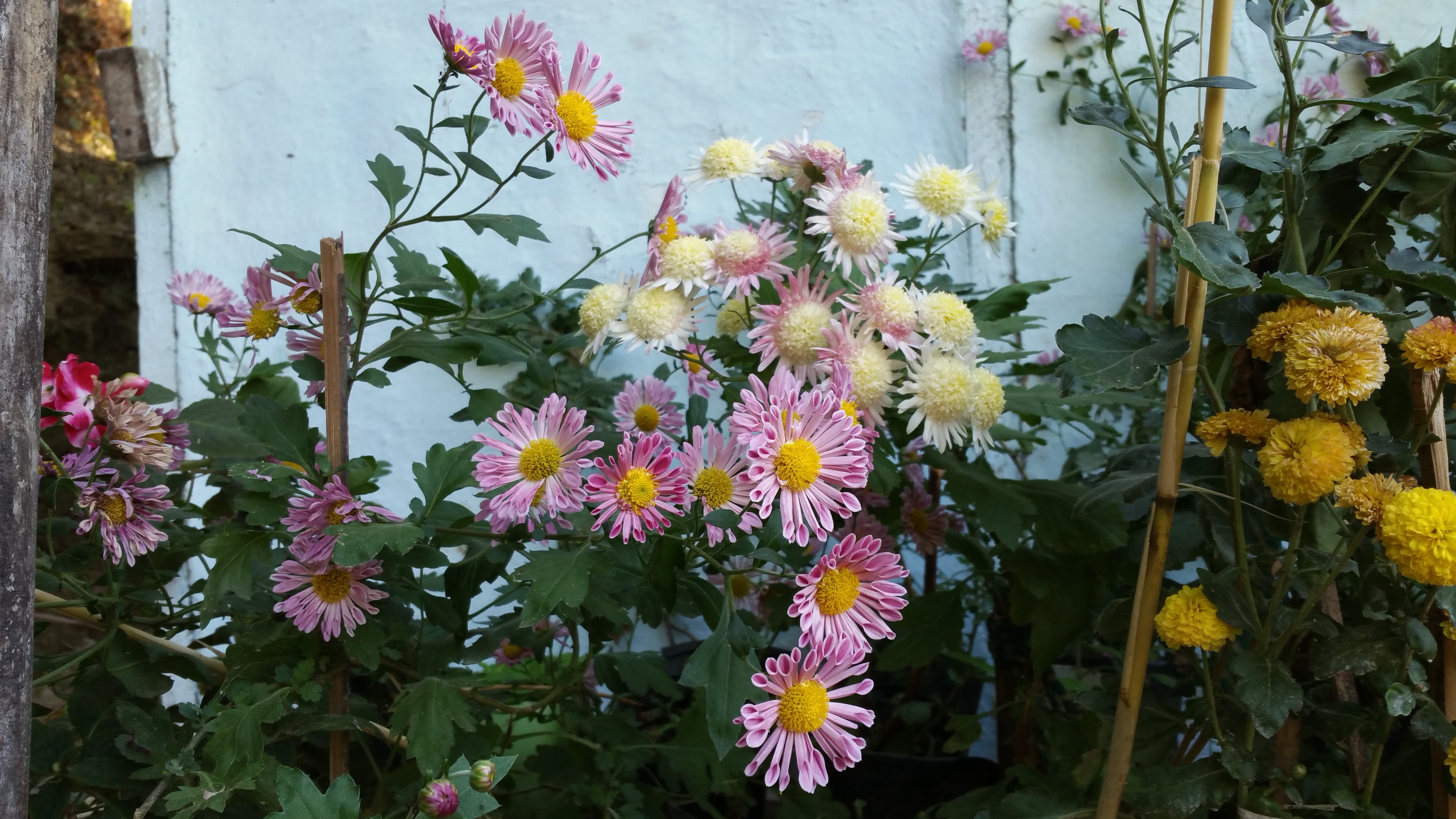 Finding a flower called Ajambari. Many years back, I had seen these ...