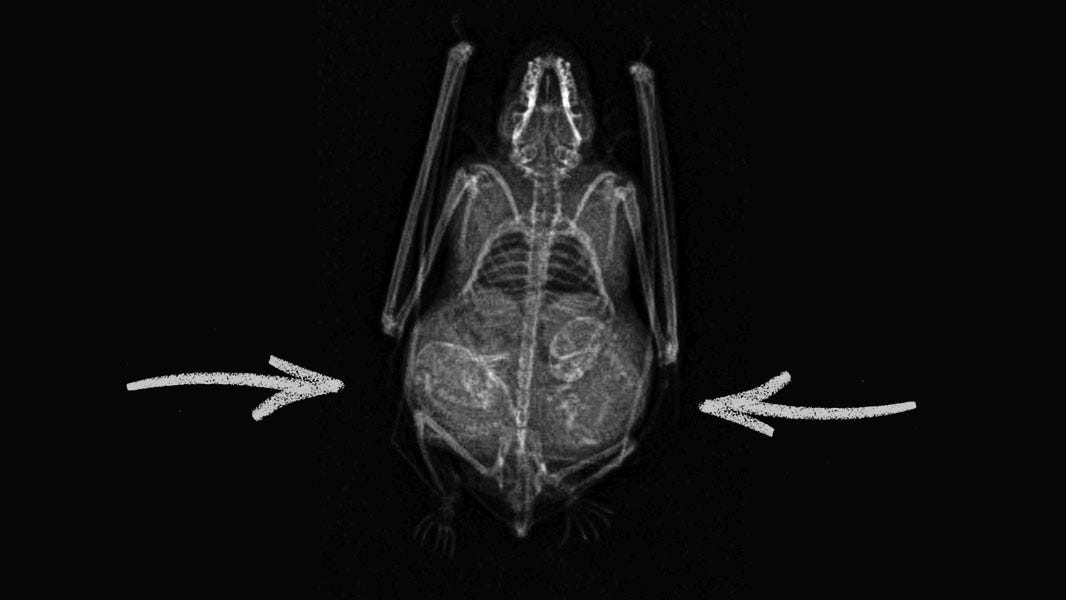 Pregnant bat gives birth at von Arx Wildlife Hospital | by Conservancy ...
