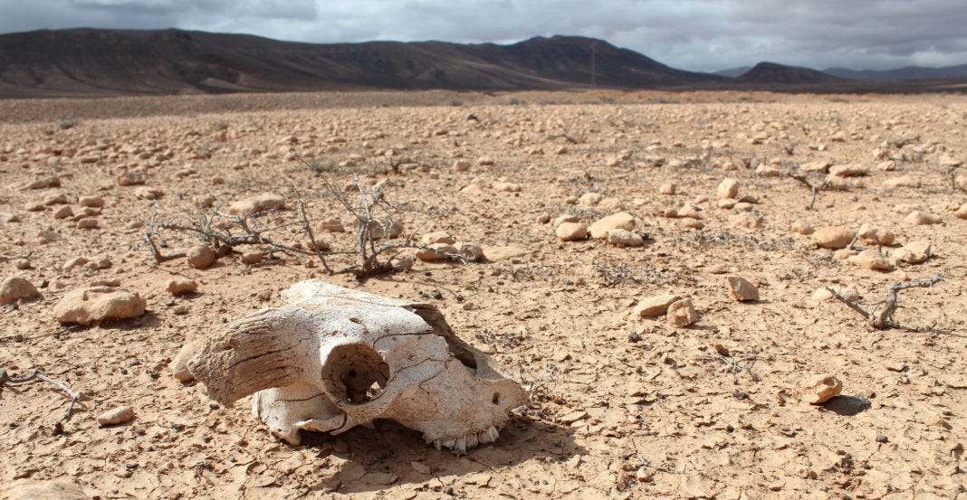 Hunting to Extinction. Extinction is a natural phenomenon… | by ...