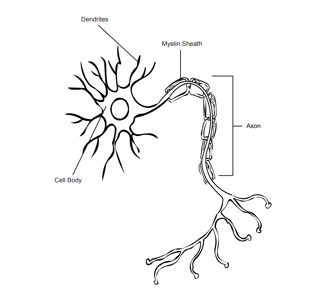 Introduction: The Science Behind Depression | by Nyla Pirani | Medium