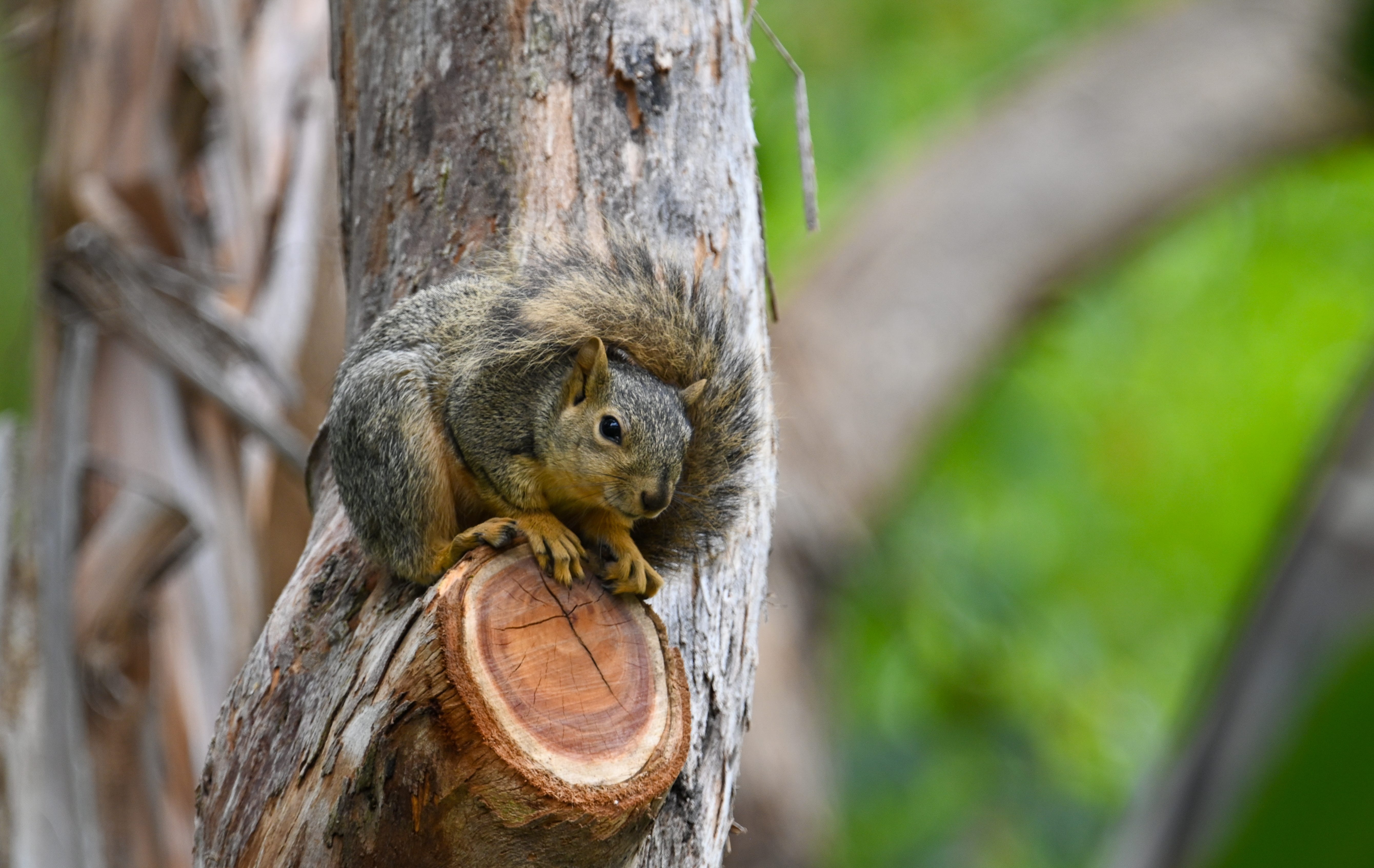 Mrs. Squirrel Comes for Lunch. The daily buffet | by Erika Burkhalter ...