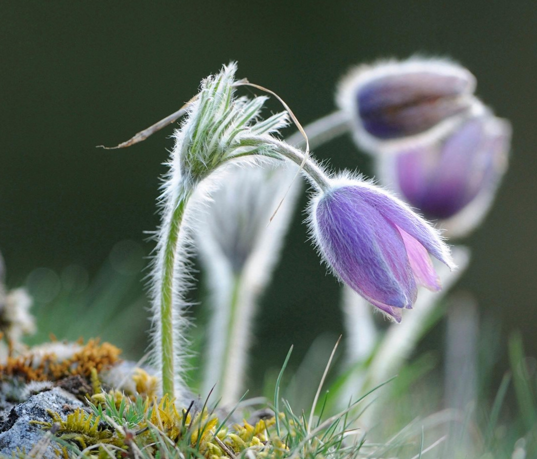 Simple Classification using ANN. Iris dataset | by Ibtissam Makdoun ...