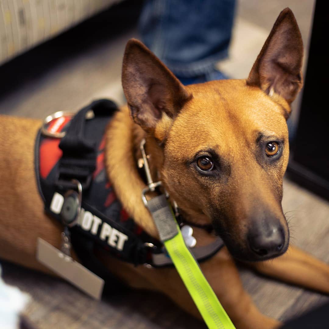 Service Dogs 101: For Beginners. What is a service dog? | by Cassie ...
