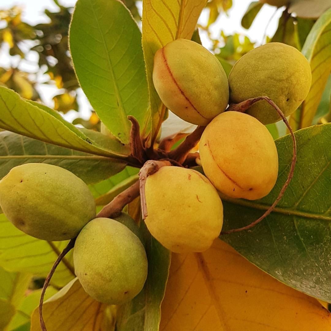 The Forbidden Fruit. I can still vividly remember how I used… | by ...