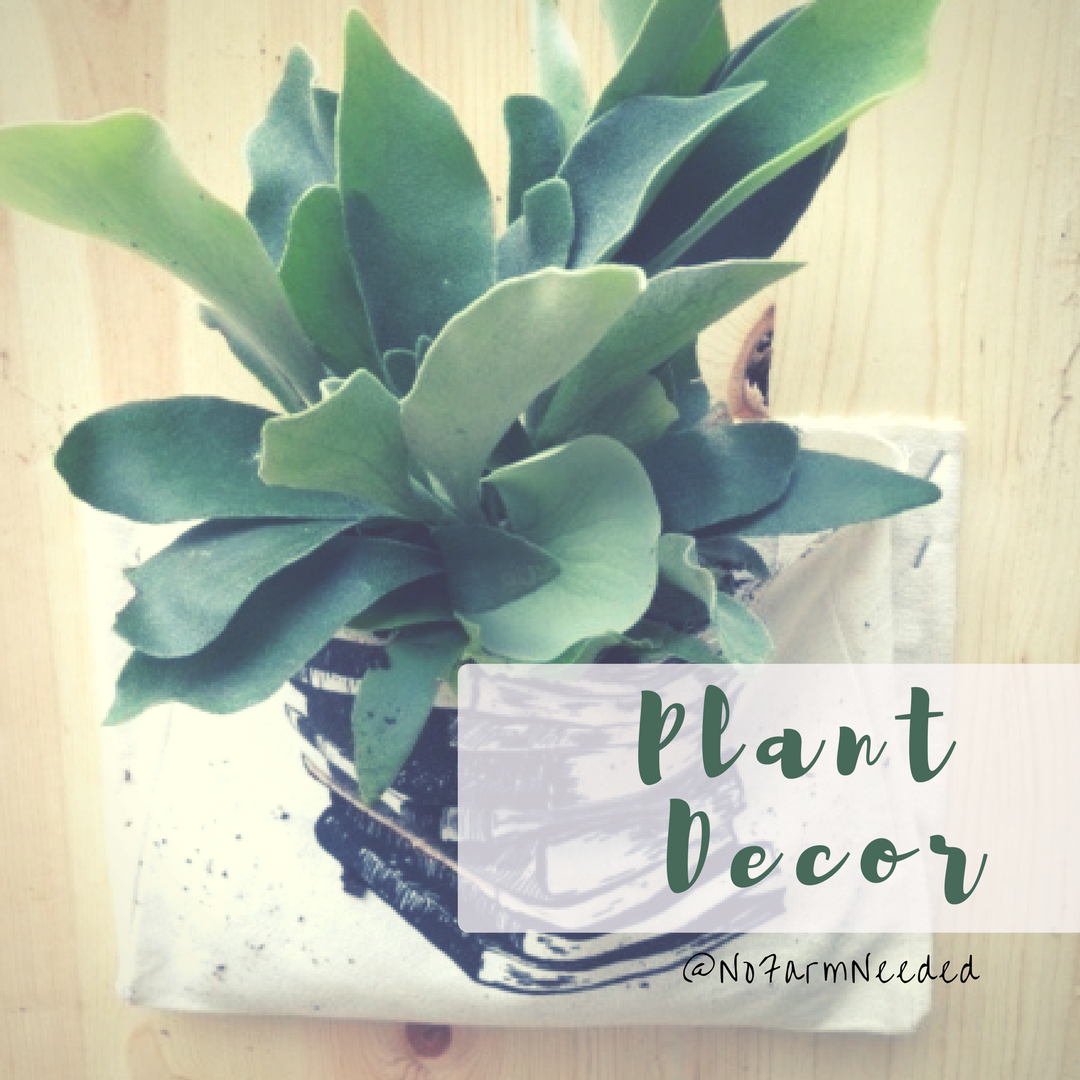 Plant Decor. These magnificent plants, | by Allison Zeeb | Medium