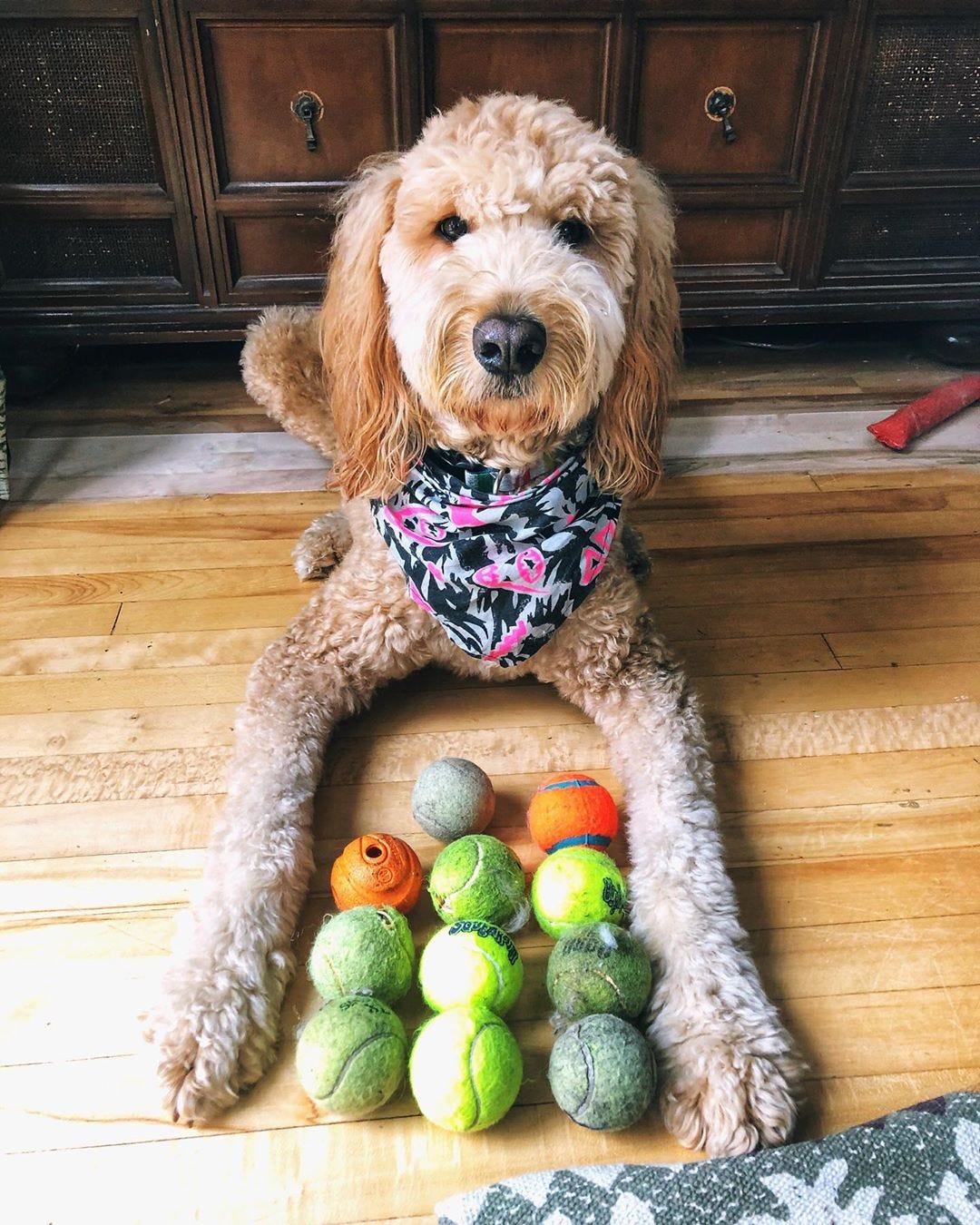 Podcast: The Dog, The Dood, The Legend | by VERB Interactive | re:VERB ...