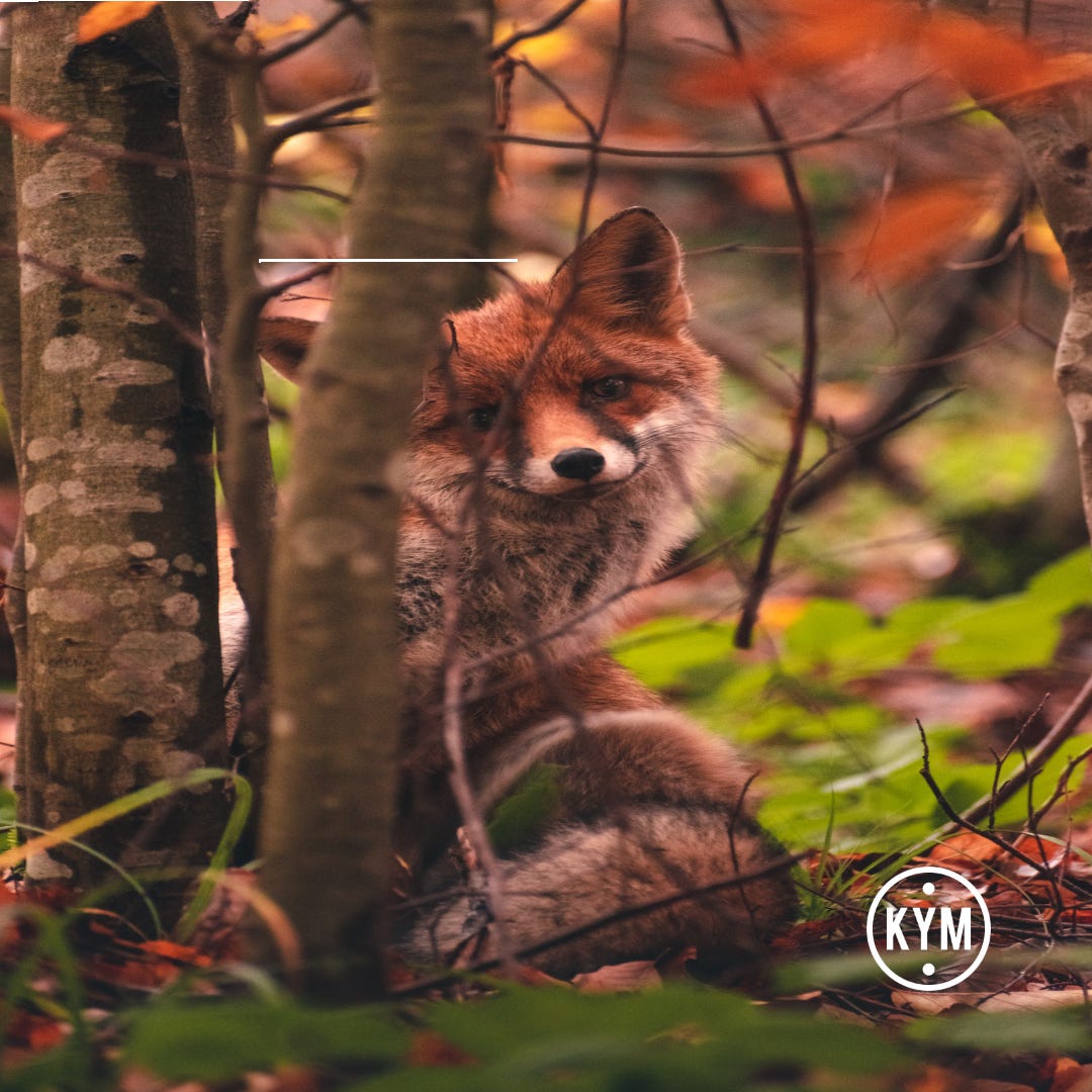 The Fox and The Raven’s Grand Adventure — Part 6— A Children’s Story ...