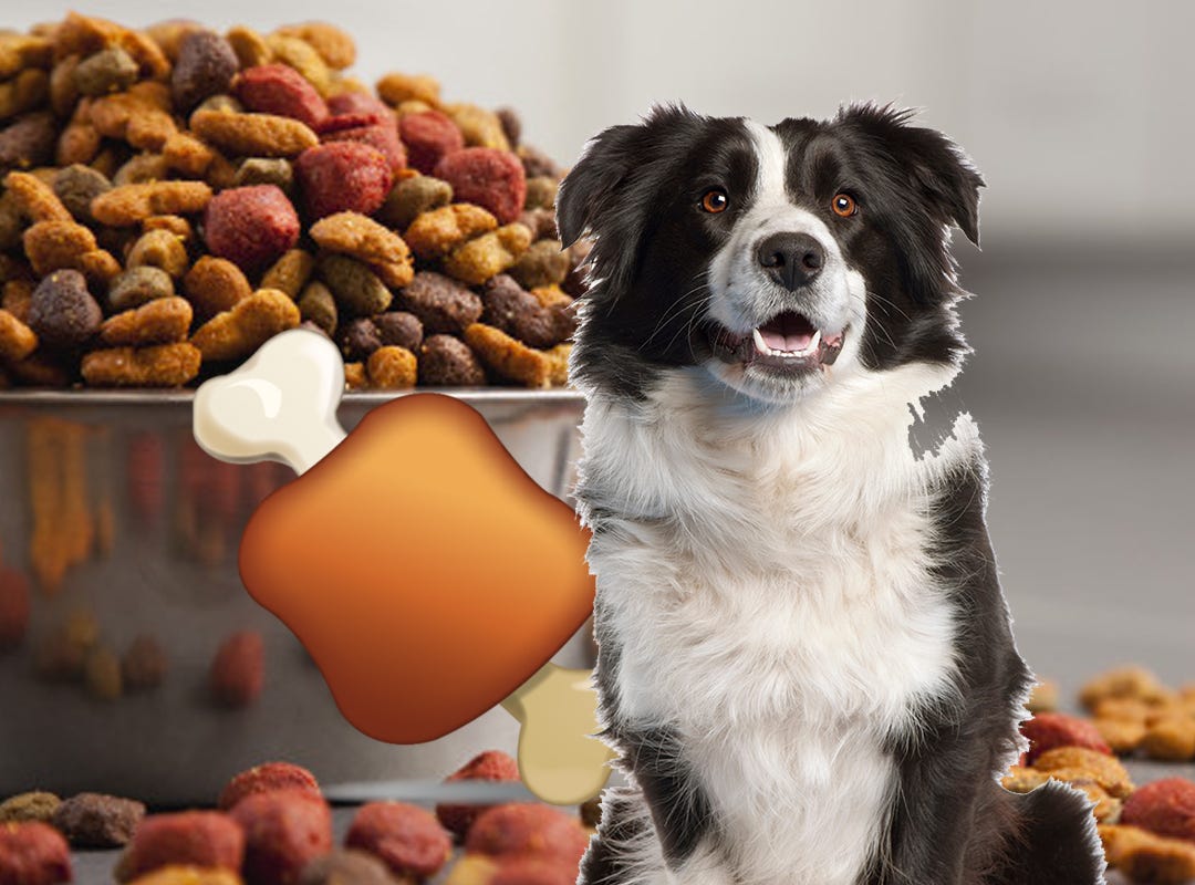 The Perfect Nutritional Guide for your Pooch 🐕 | by Pet Nutrition House ... The Perfect Nutritional Guide for your Pooch 🐕 | by Pet Nutrition House ...