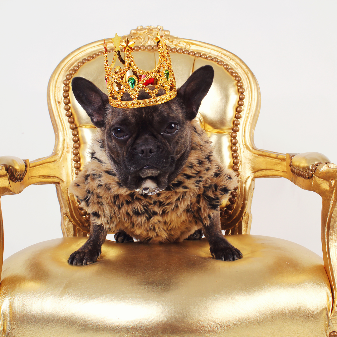 What if….Dogs ruled the world?. A question which is asked by kings ...