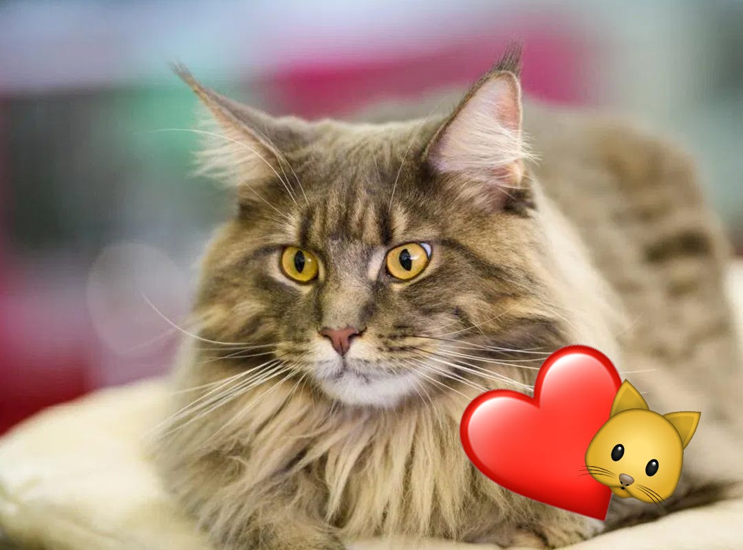 Cat Health Month- February 😻😽. The second month of the year is usually ...