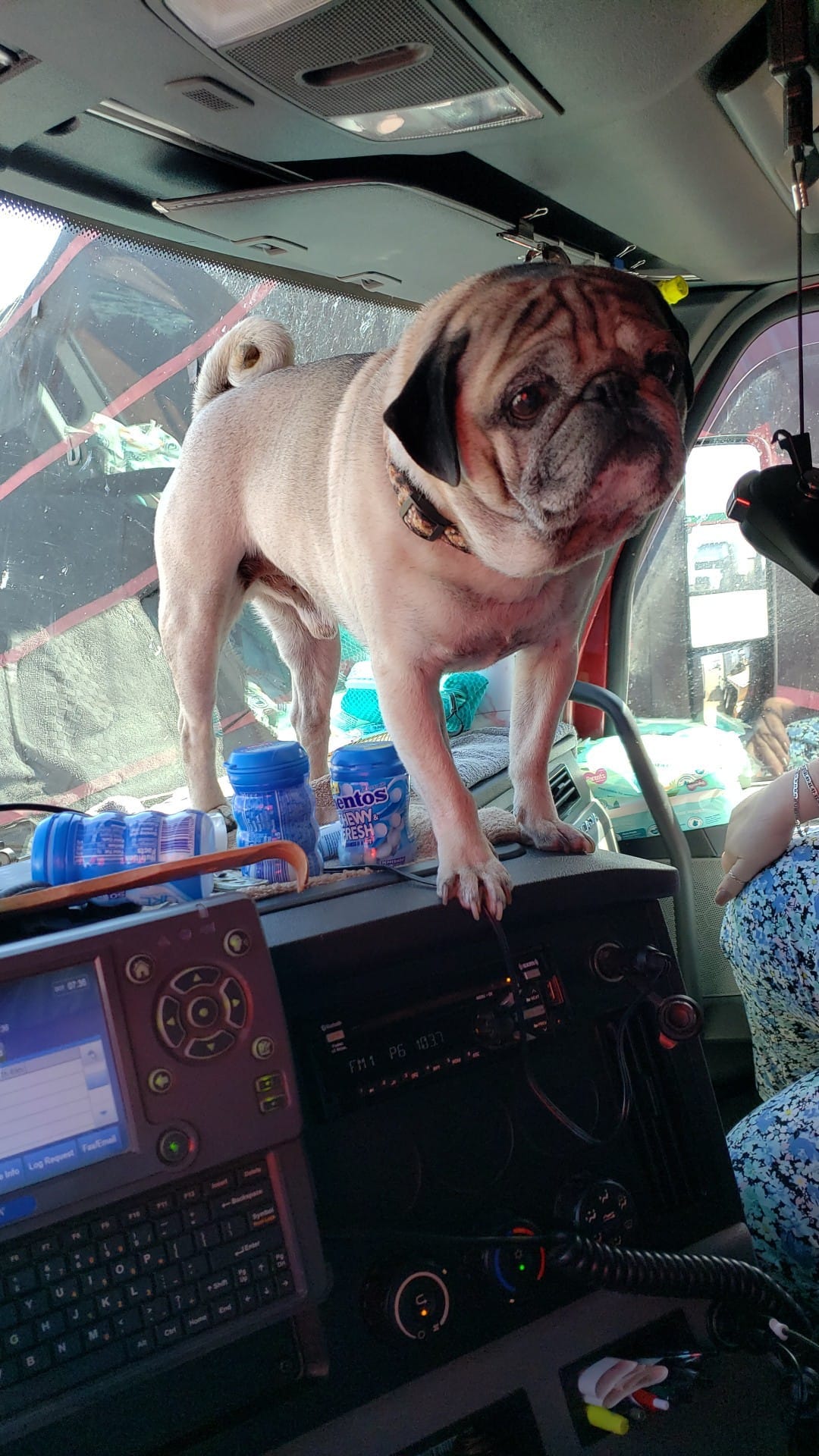 Trucking Pets: Driving America One Paw at a Time - Truckers Driving ...