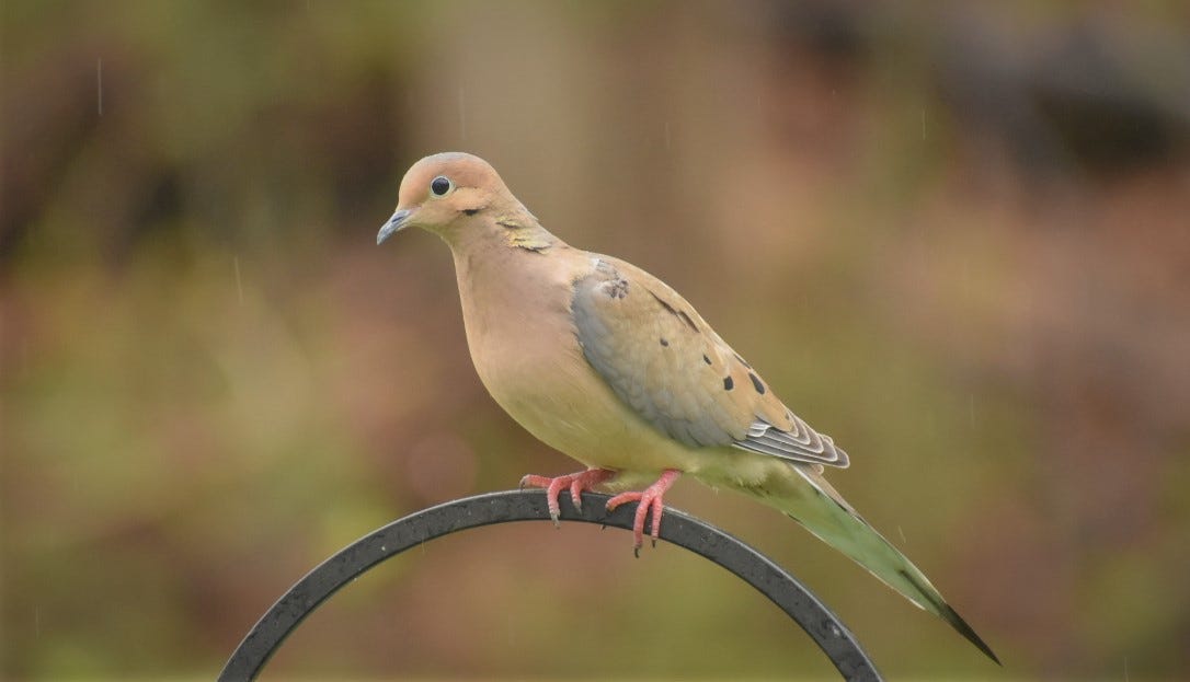 Mourning Dove Wallpaper