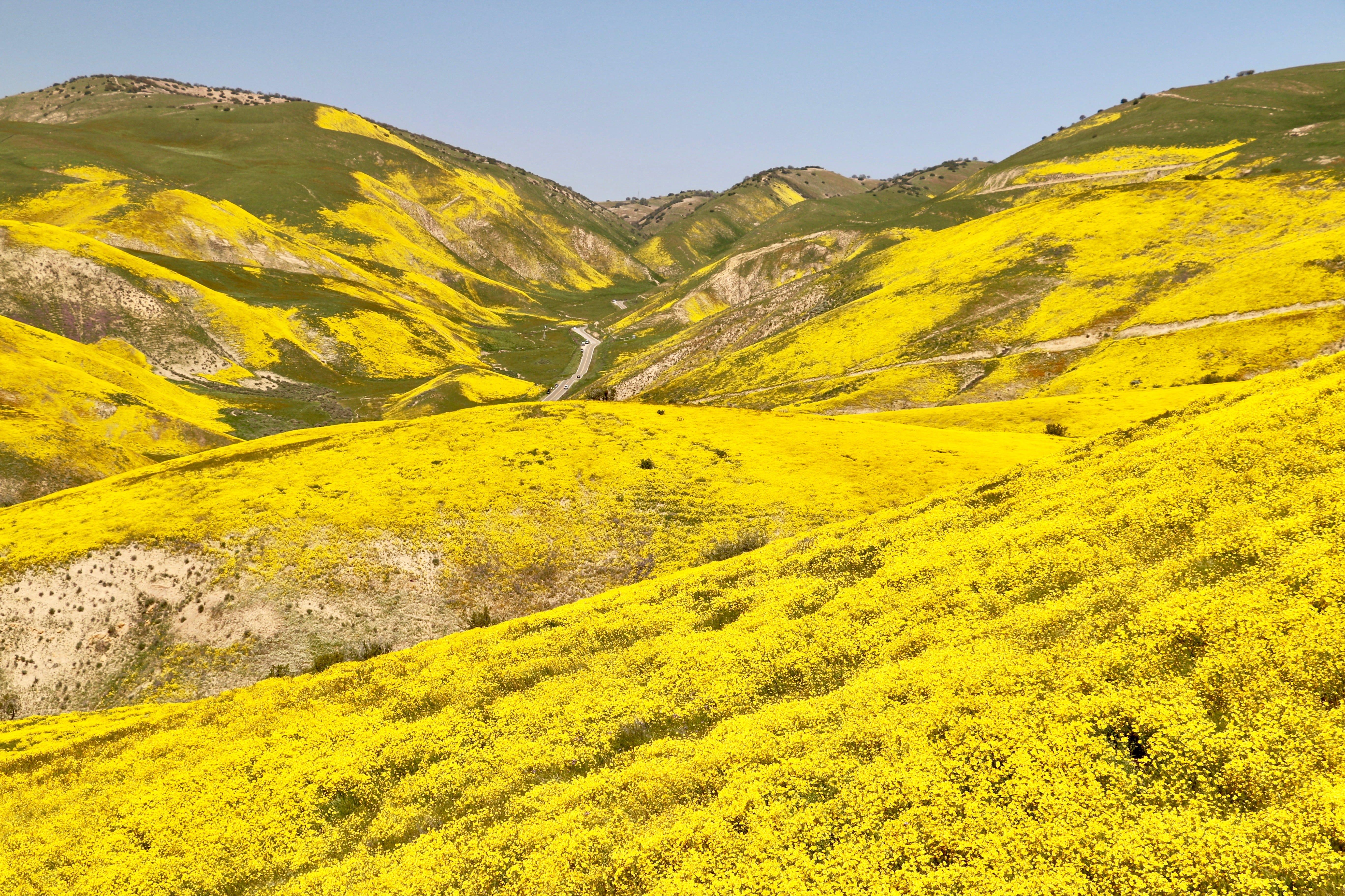 Carrizo Plain Super Bloom. Chances are if you’re reading this… | by ...