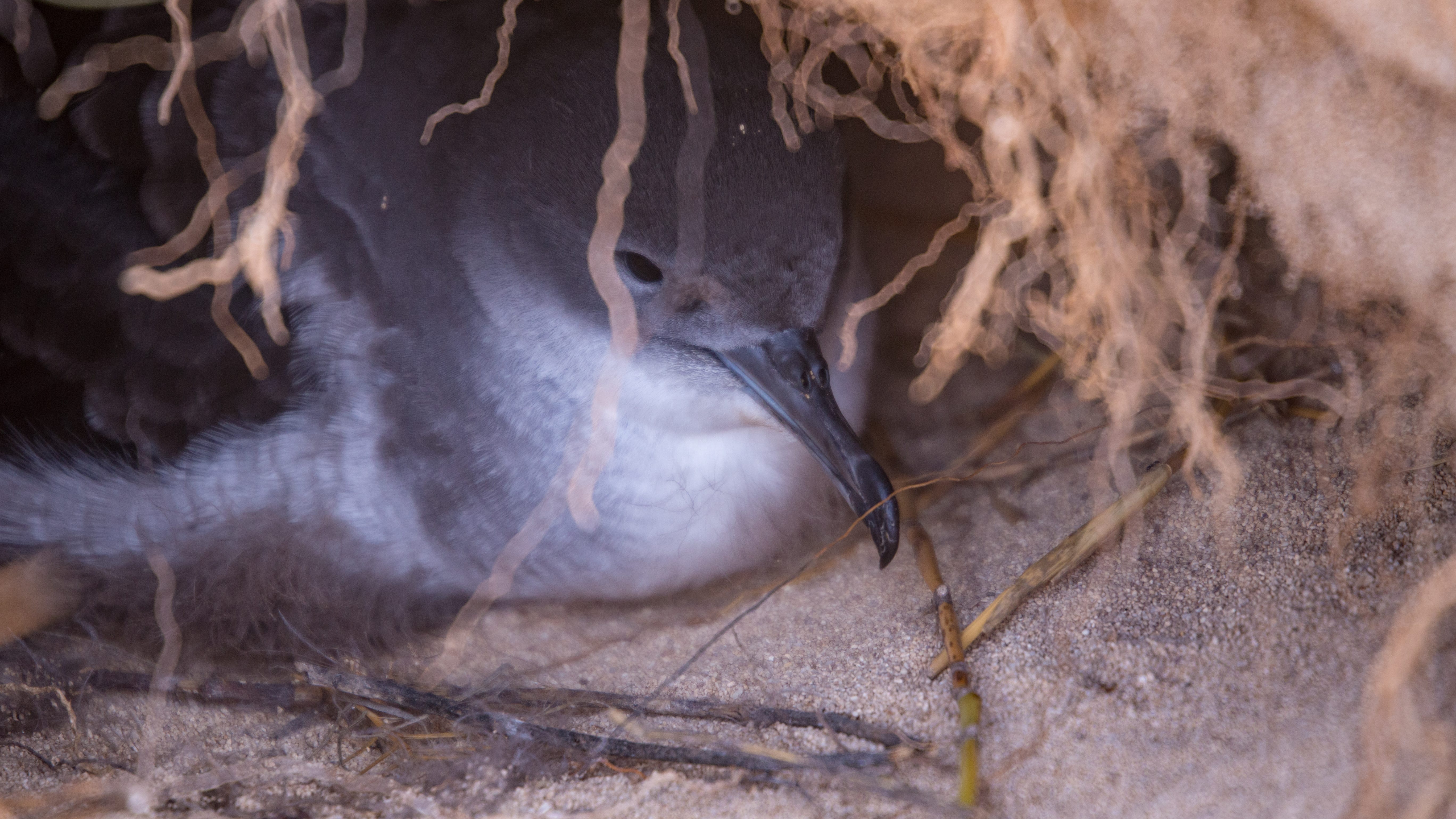 Hawai‘i’s Seabirds Need Your Help During Fallout Season | by U.S. Fish ...