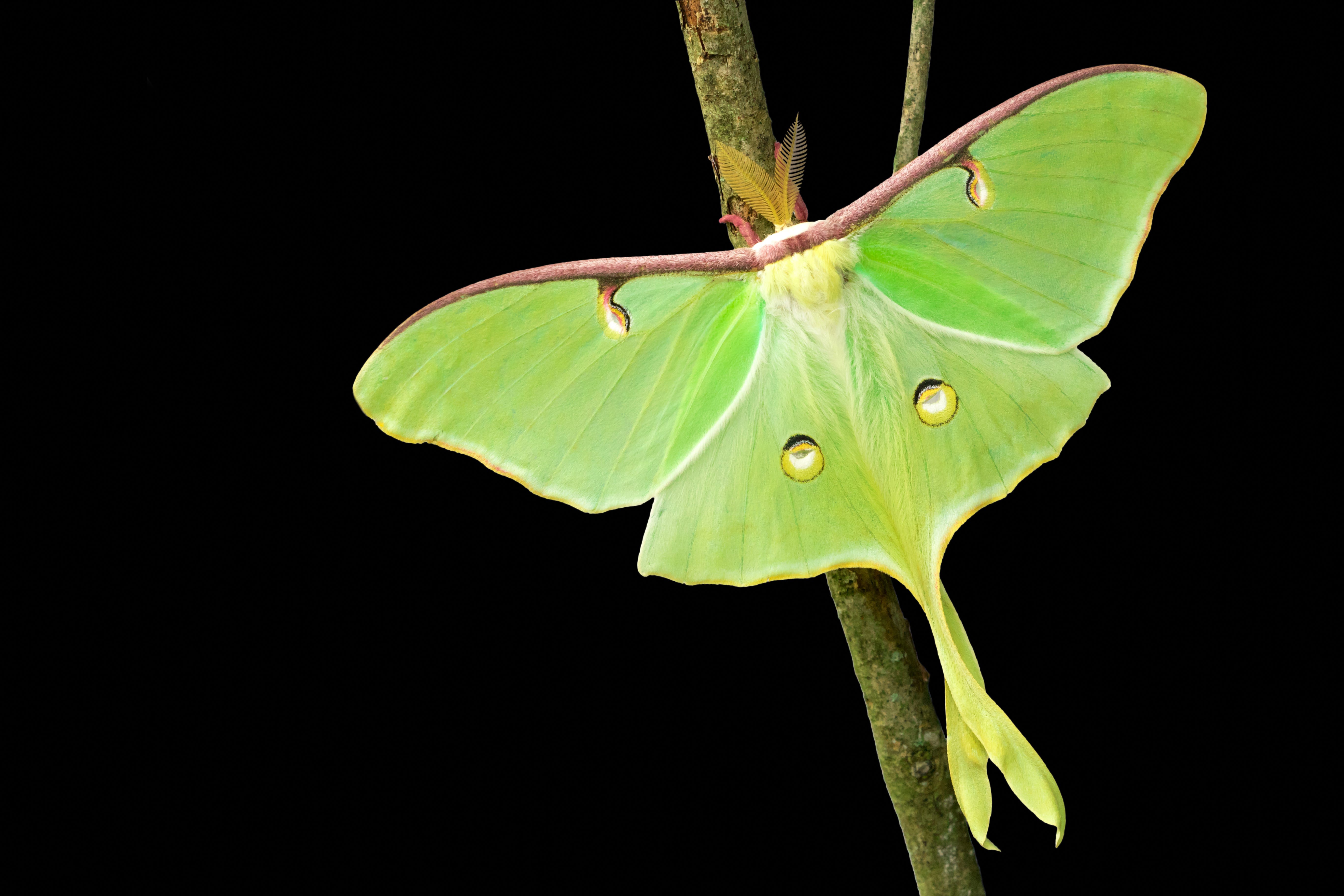 Luna Moth 2 0 Susan Rubinsky Medium Luna Moth 2 0 Susan Rubinsky Medium