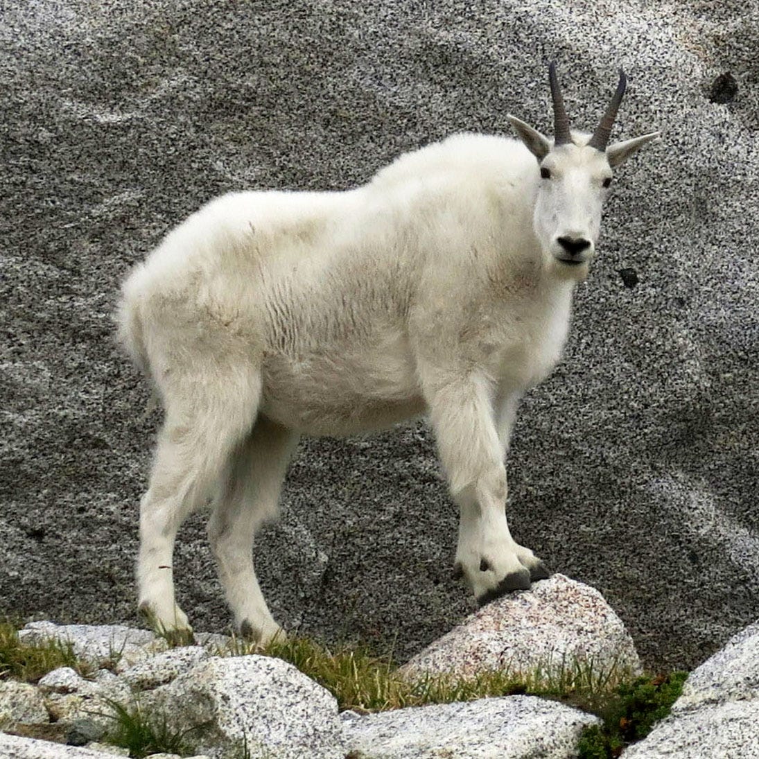 The Escape Goat: A Modern Fable. High on a hill lived a lonely goatherd ...
