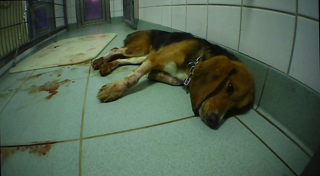 Mbr Marshall Bioresources Breeds Beagles For Torture Experiments By